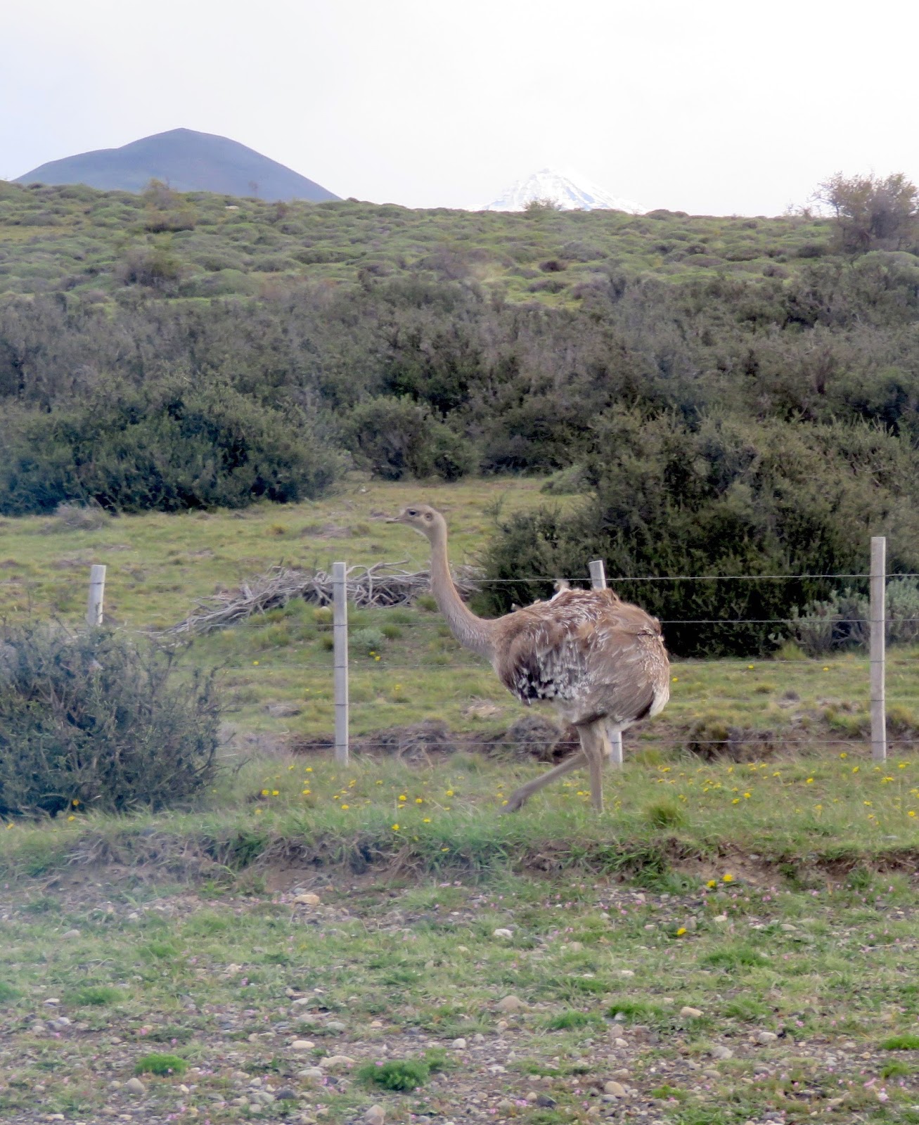 Mae's Food Blog: The Rhea