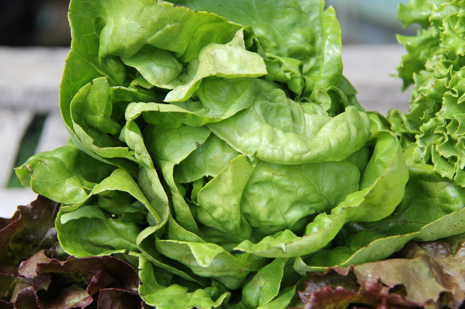 Stony Hill Farms CSA: Lettuce