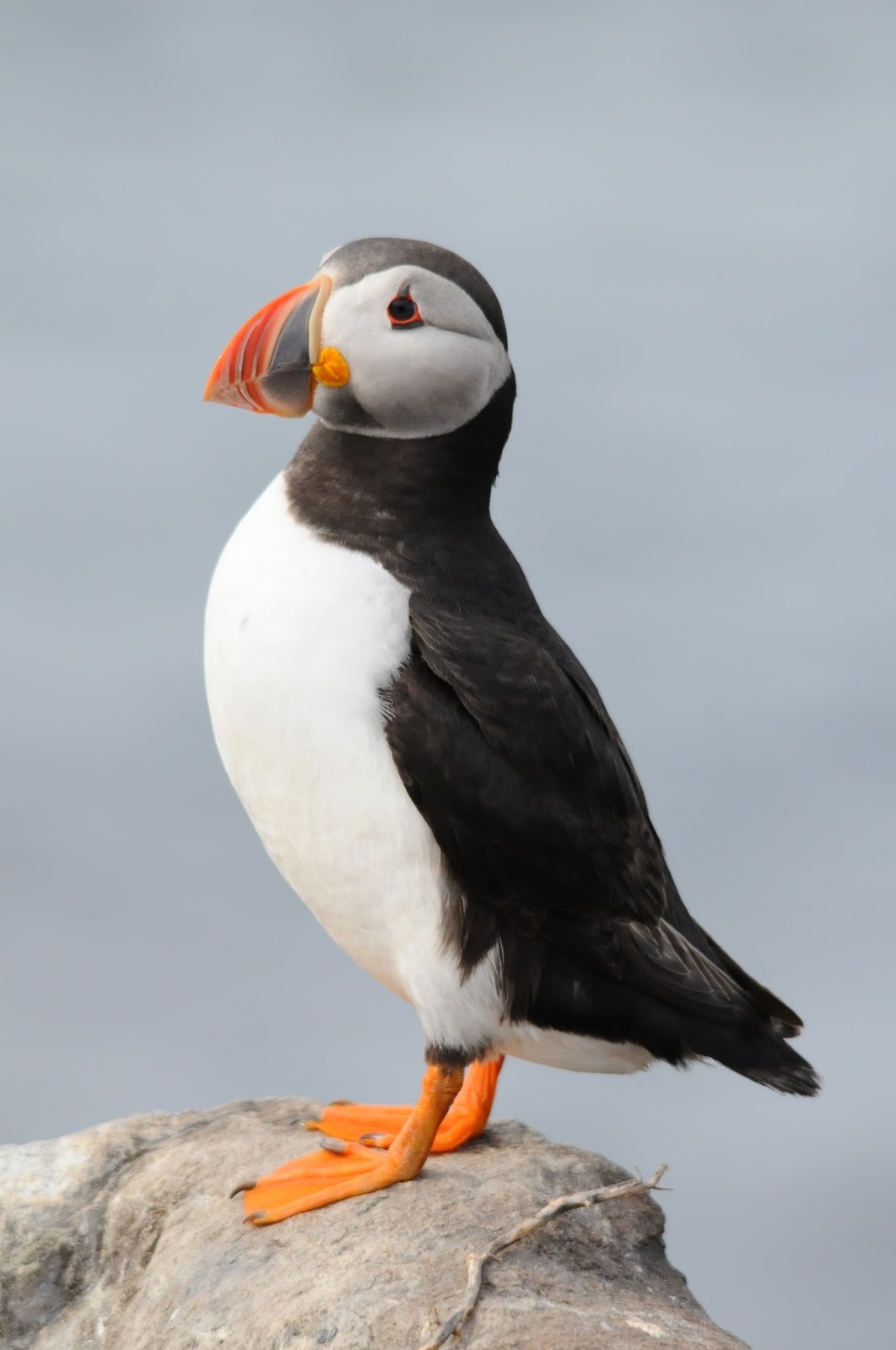 Pufflings are a coming - Serenity Farne Islands Boat Tours and Trips