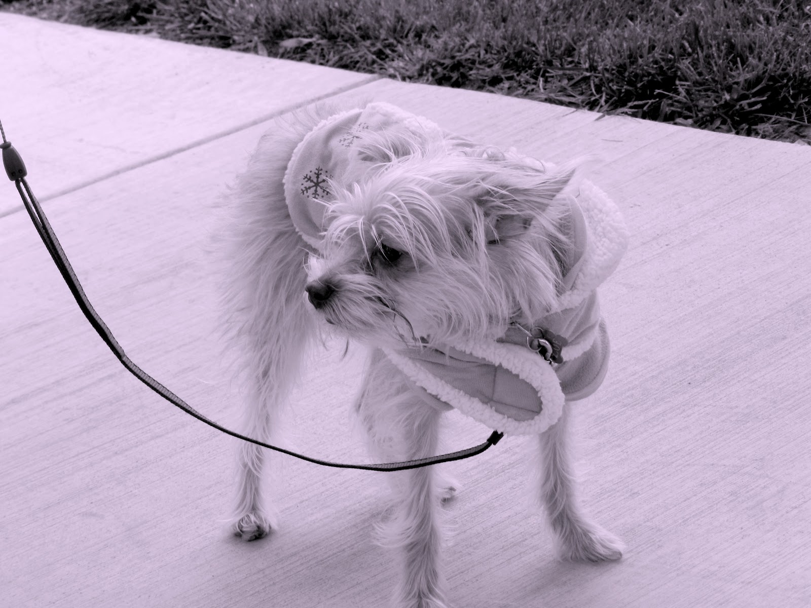 The World According To Lexi: Saturday Pet Blogger Hop - 10-15-2011 ...