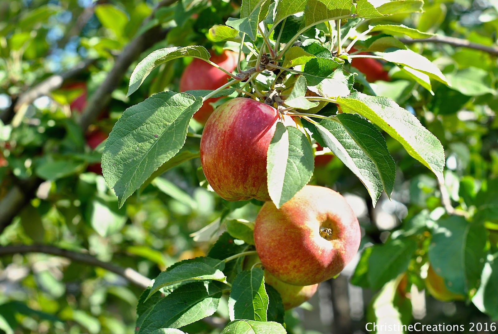 ChristineCreations: Apple Season