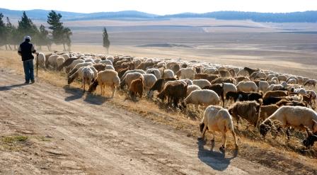 Serving and Sharing: Cory Collins: Calling all Sheep - "Get Thee Behind ...