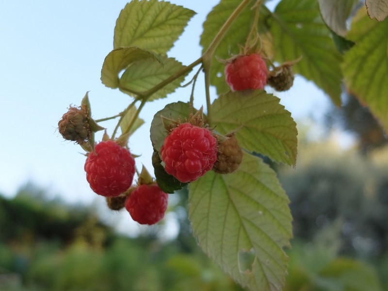 LA FRAMBUESA, NUEVA "FRUTA ROJA" EN EL HUERTO | Ecología