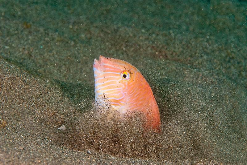 Artes de Pesca: VAMOS A PESCAR GALÁN O RAOR