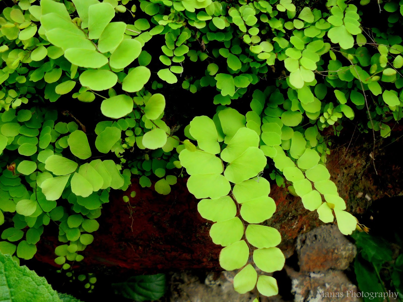 Manas Photography: Adiantum sp