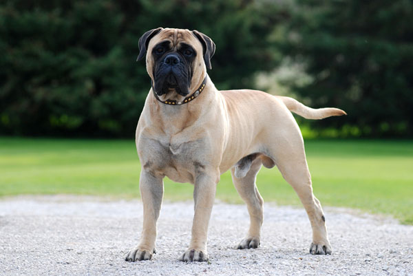 Working Dog Breeds Pictures and Information