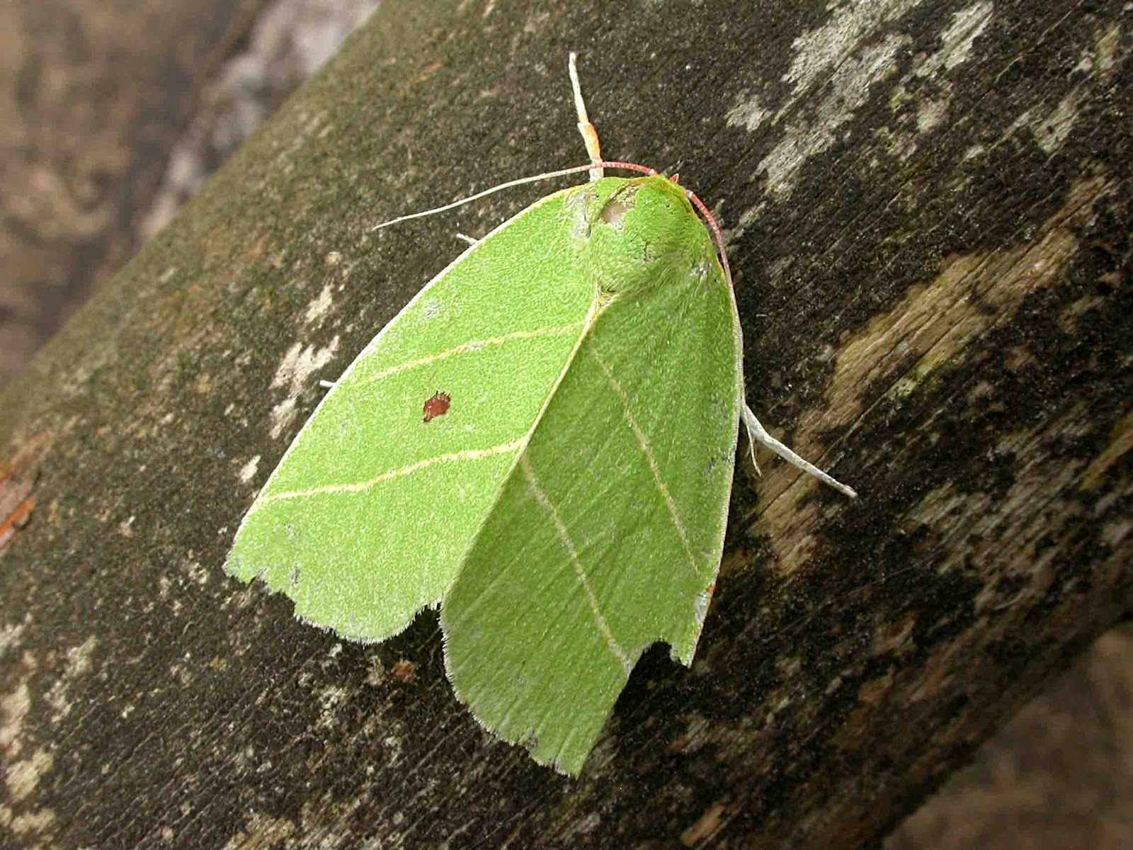 Scarce Silver-lines
