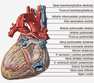 Anatomia serca - Choroby wewnętrzne