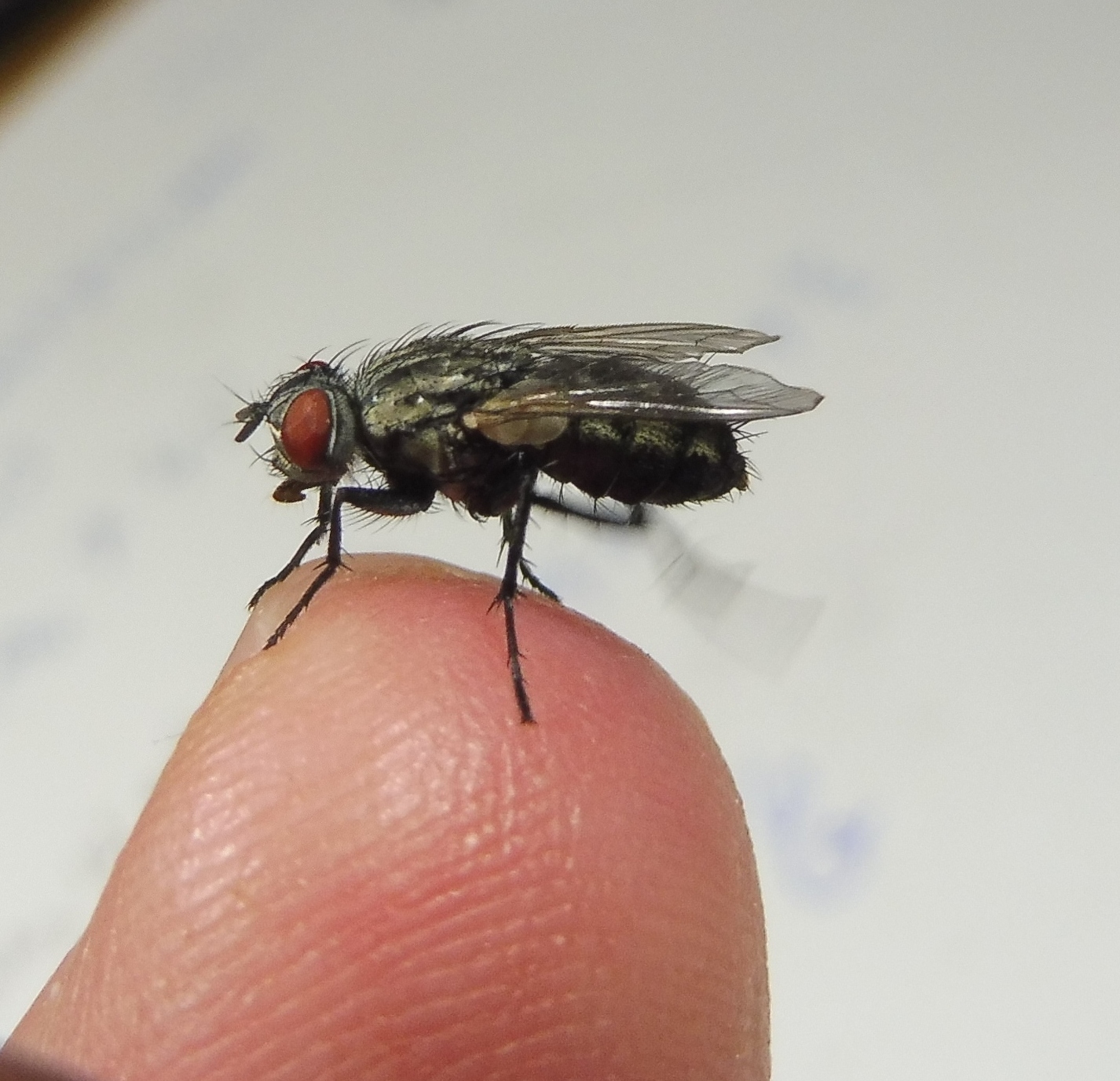 Insectos y flores de Coín: MOSCAS DE COIN