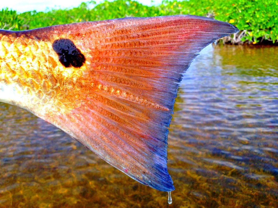 On Foot Angler: From Capt. Charlie @ Fishing Center - Ft Pierce