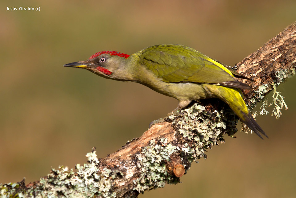 Jesús Giraldo Gutiérrez del Olmo. Visión natural: PITO REAL