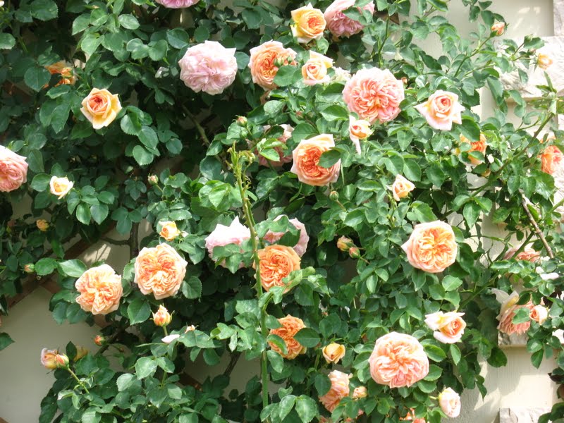 Jurnal de gradina: Rosa Alchemist