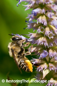 Restoring The Landscape With Native Plants: Native Bee Spotlight ...