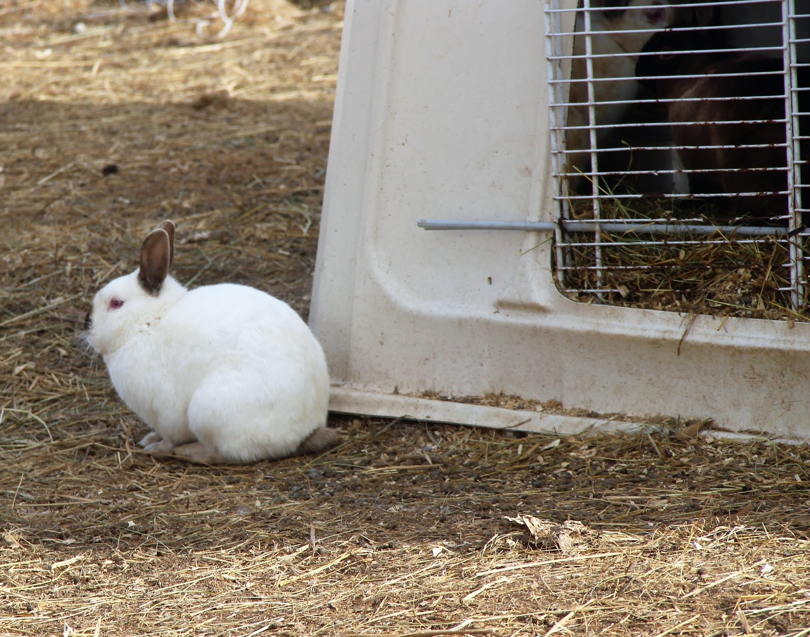 FairWinds...: Breeding like rabbits...