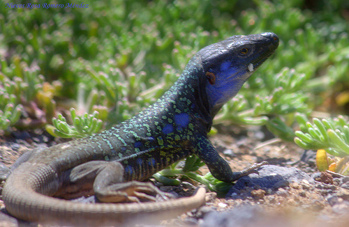 el blog del parque natural del teide: EL PARQUE NACIONAL DEL TEIDE