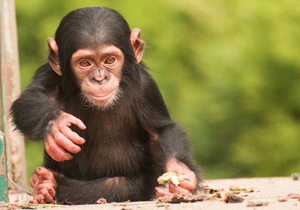 Let's Talk Primates: Potential innate difference in tool use between ...