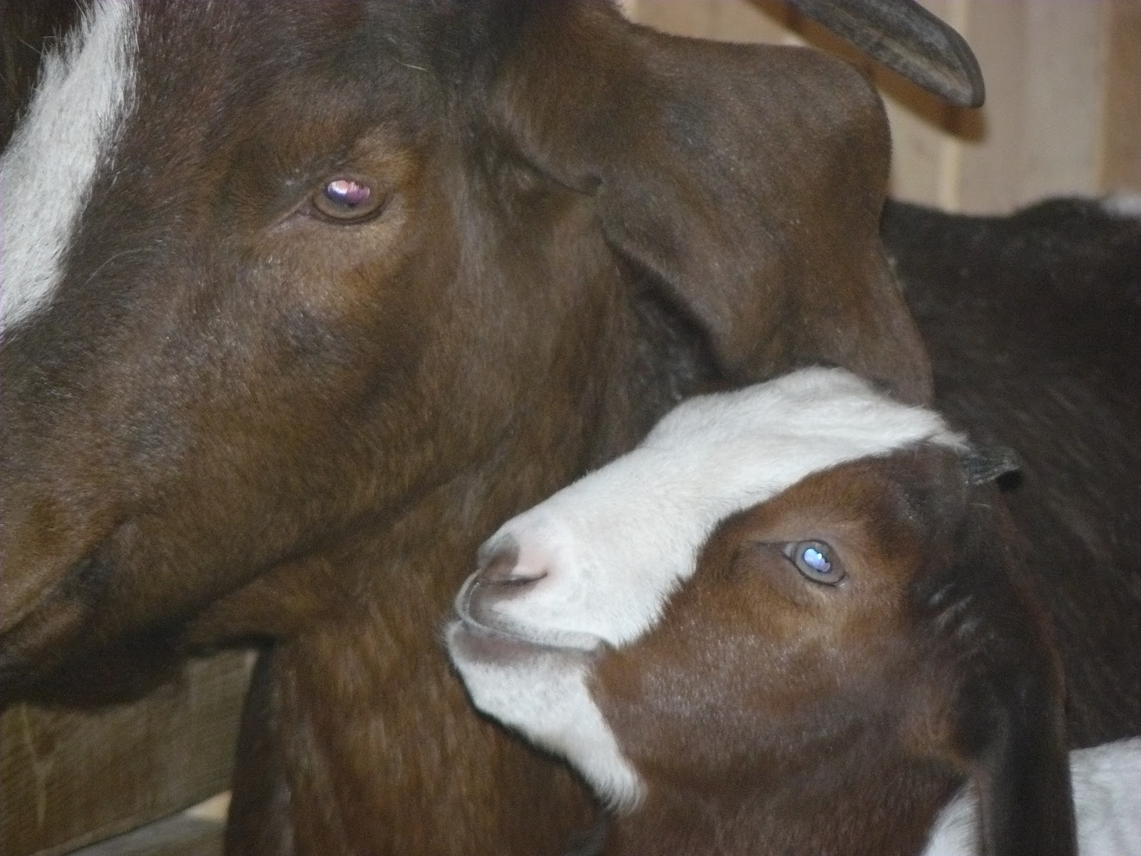 Ferme Felicity: Élevage de Chèvres Boer