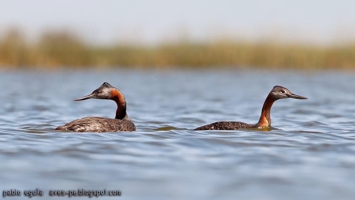 mis fotos de aves: Podiceps major Macá Grande Great Grebe