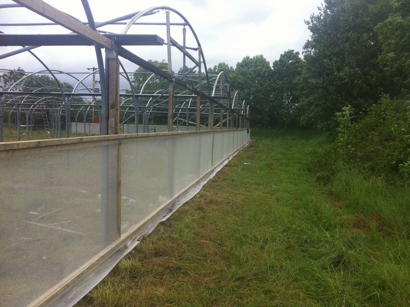 Total Polytunnels Limited: Old growing tunnel becomes new sheep tunnel