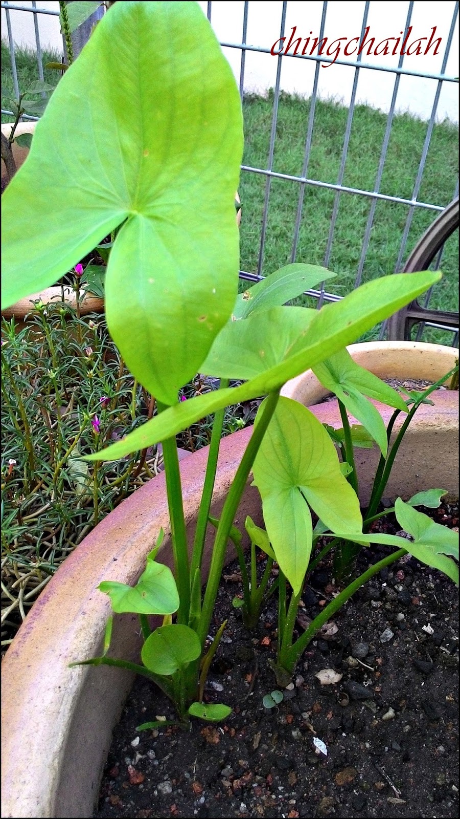 Simple Living In Nancy: Chinese Arrowhead Shoots Growing In My Garden.