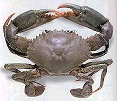 AquaPinoy: Guide to Mud Crab Fattening
