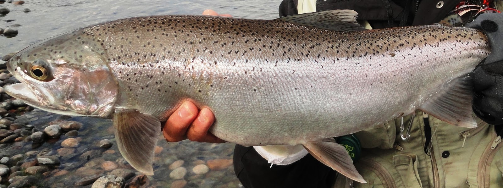 Excursiones de pesca con mosca - Fly Fishing Trips: La estancia