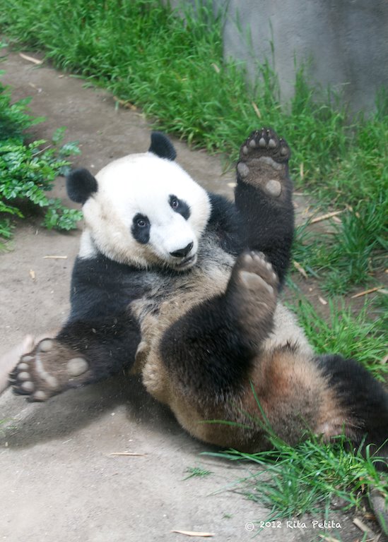 Lazy Panda!!!