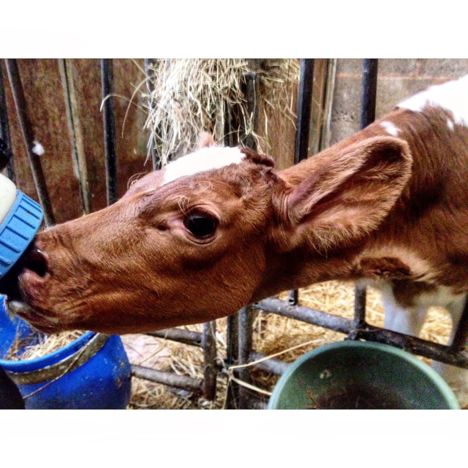 How and When to Intervene with Calving - Vet in Training