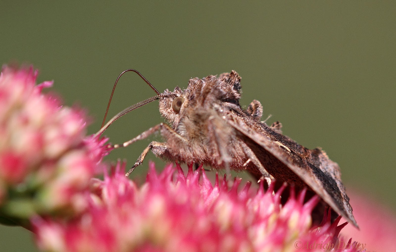Adrian Davey Wildlife Photography Diary: Silver Y Moths