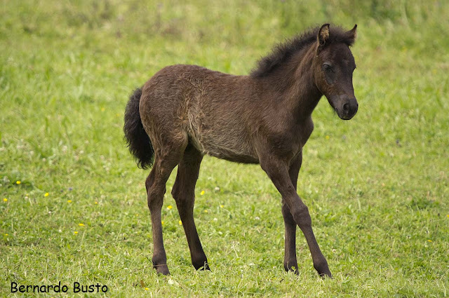 RÍA DE LA VILLA: junio 2011