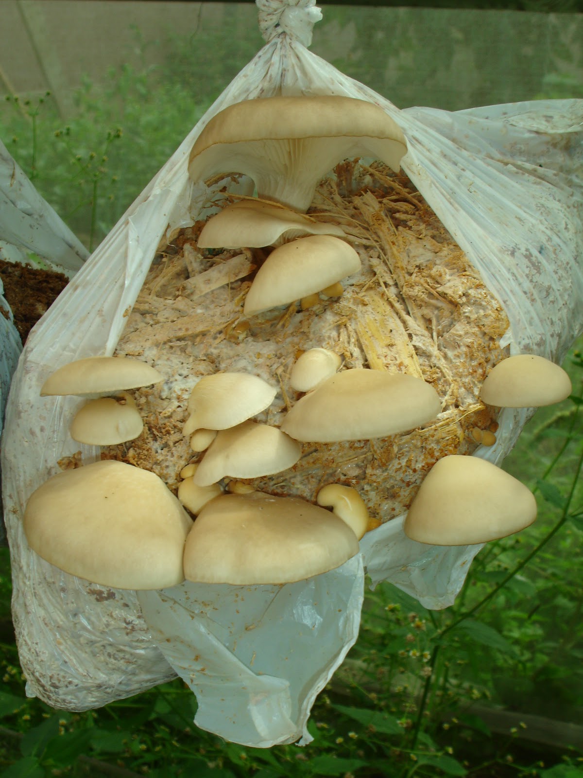PLEUROTUS OSTREATUS