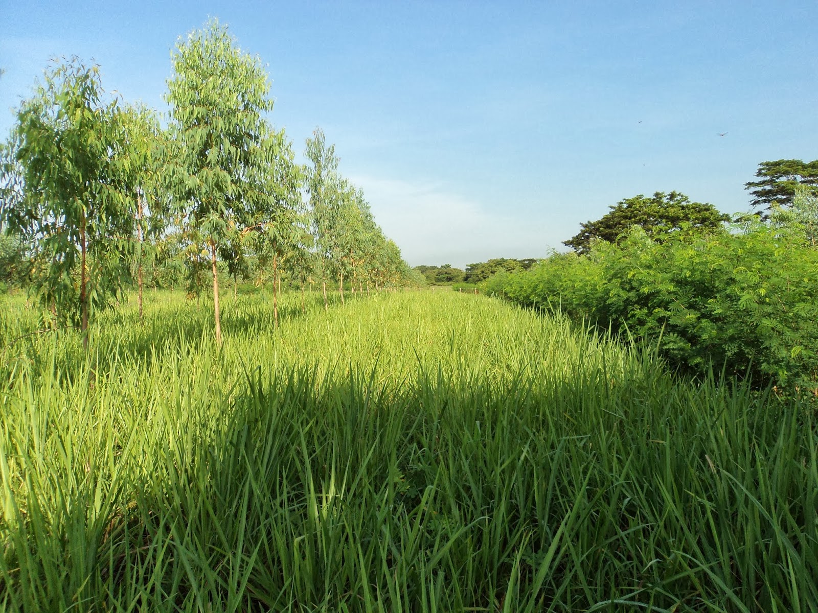 Ecología con Asocebú: Árboles y arbustos forrajeros alimento para ...