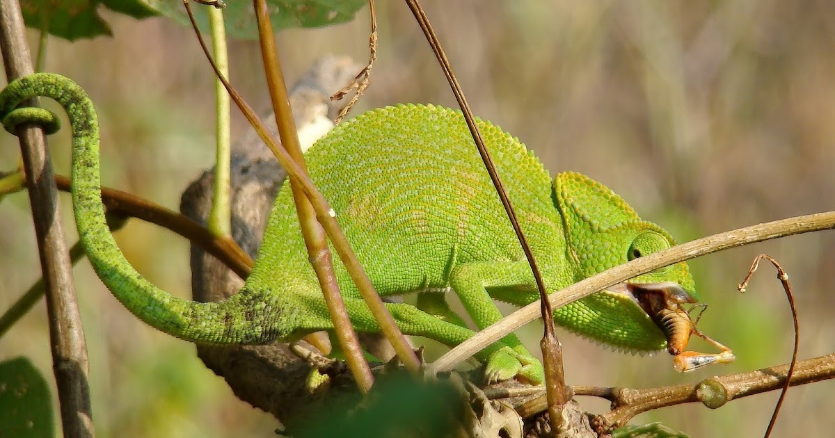 The Earth-lion of India