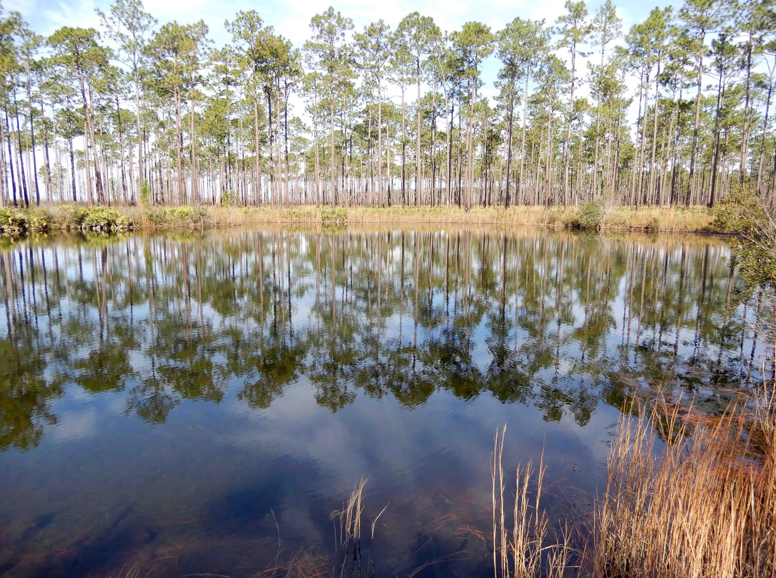 Cat Patches: Swamp Island Drive