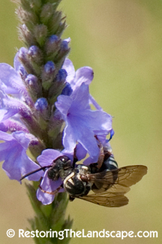 Restoring The Landscape With Native Plants: Hoary Vervain Insect Visitors