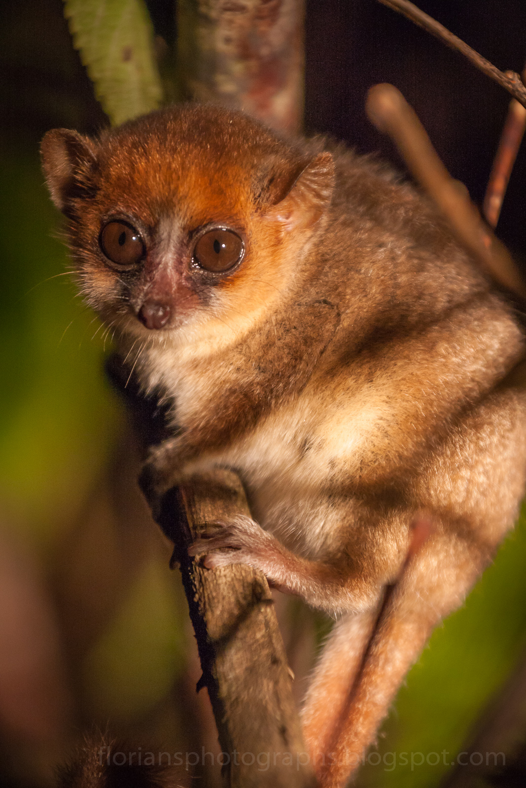 Florian's Photographs: Lemurs in Madagascar