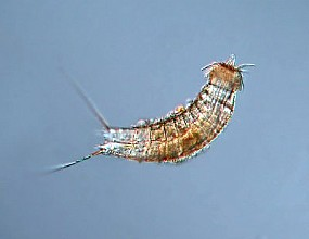 Ciências Biológicas: (Vermes Pseudocelomados) - Filo Nematomorpha, Filo ...