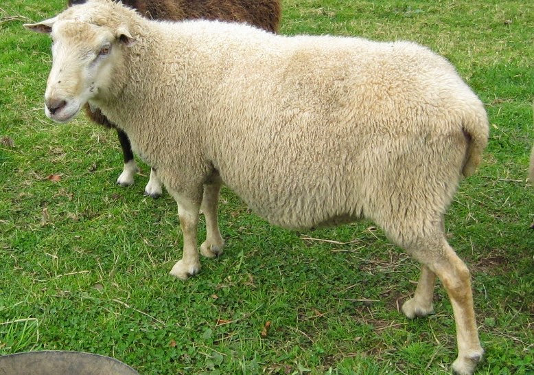 Raising Finnsheep : Our Breeding Rams