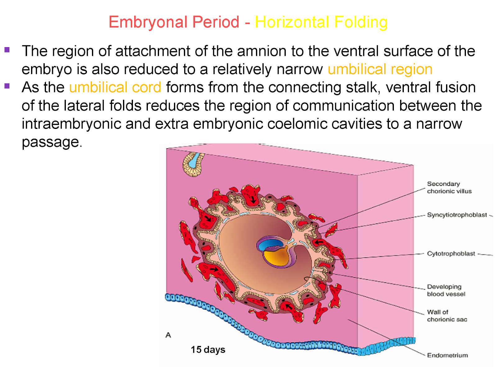 histoloji-embriyoloji notlarım: EMBRYONAL PERIOD