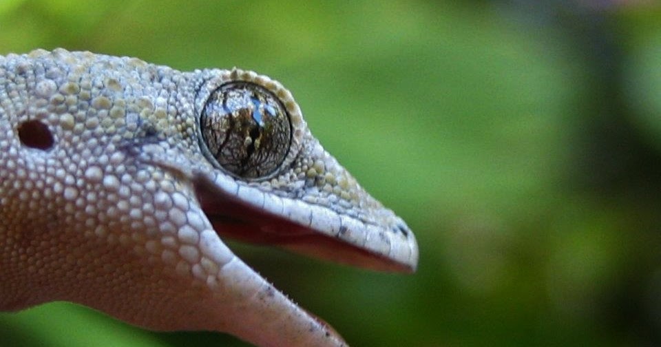 Ερπετά και αμφίβια της Κύπρου - Reptiles and amphibians of Cyprus by ...