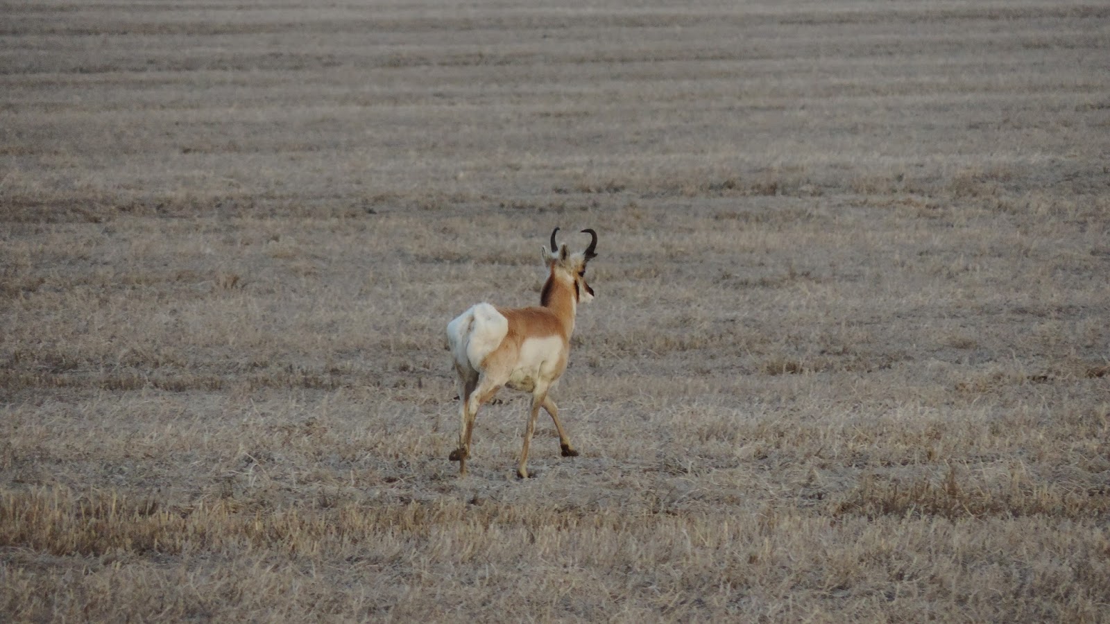 Travel with Kevin and Ruth: Where the deer and the antelope play