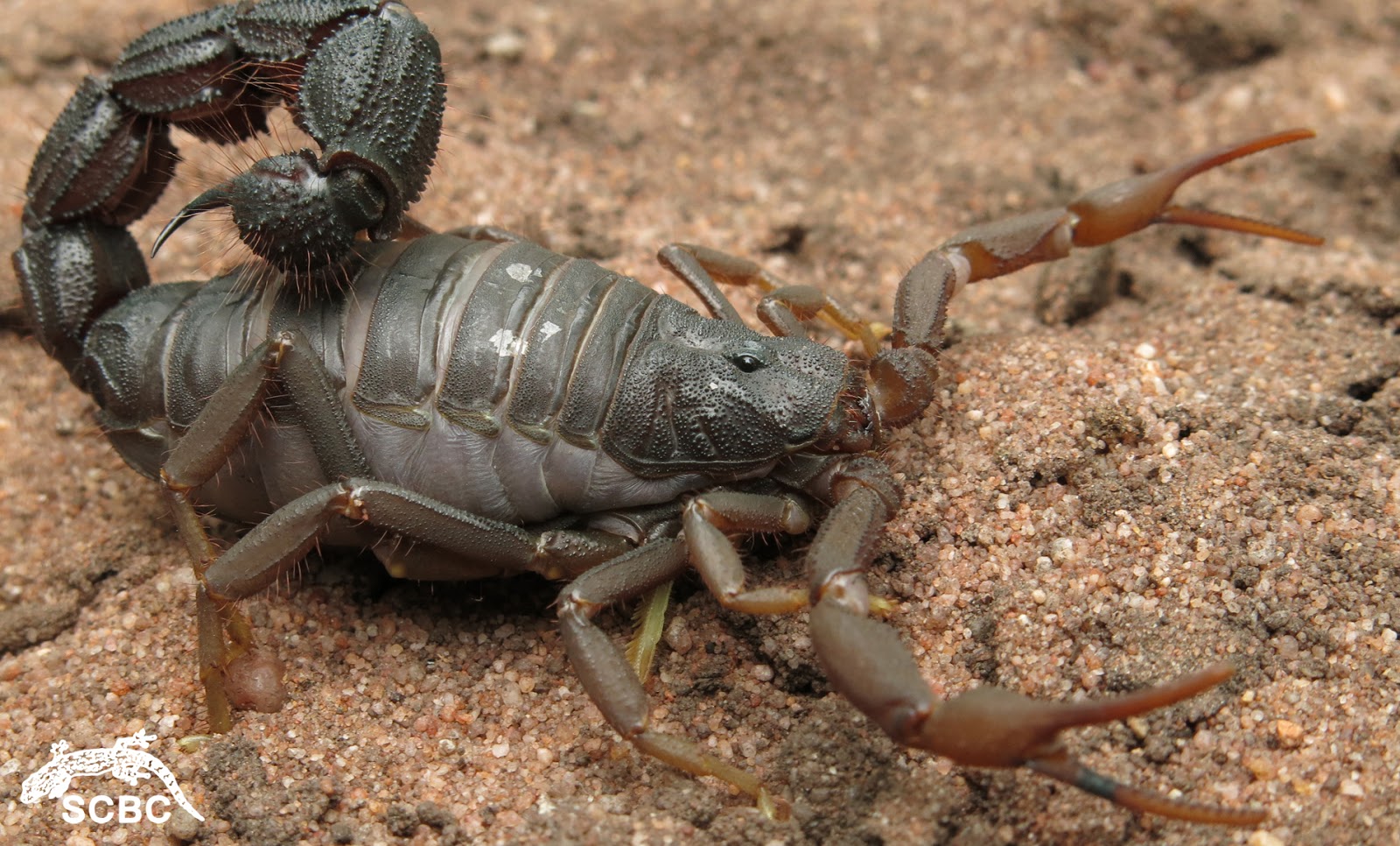 Parabuthus Transvaalicus Sting
