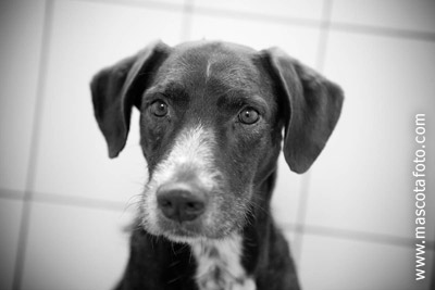 NUNCAJAMAS COCKER: MONÓLOGO DE UN PERRO; POR ANTONIO GALA