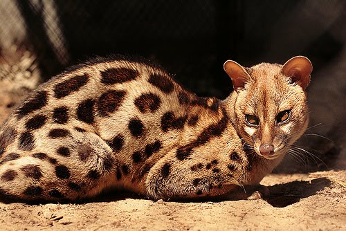 El ojo del buitre: Civeta africana (Civettictis civetta)