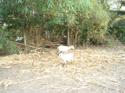 LIB'S LABYRINTH: Kambing Kinatay (Goat) & Lechon Baboy