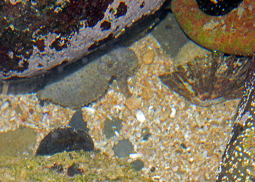 Remote Camera Trap - South Africa: The Many Legs At The Tidal Pool