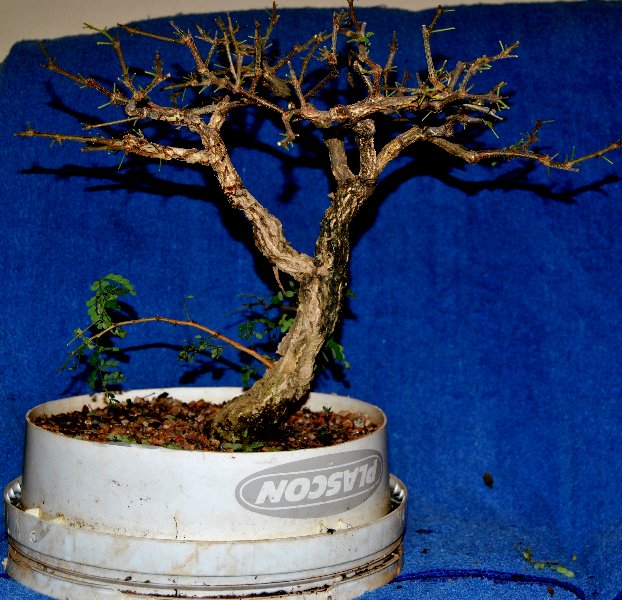 LENNARD'S BONSAI BEGINNINGS.: Acacia burkei/Black Monkey Thorn progression.