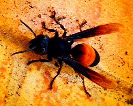 kopi-n-pes: Tebuan tanah