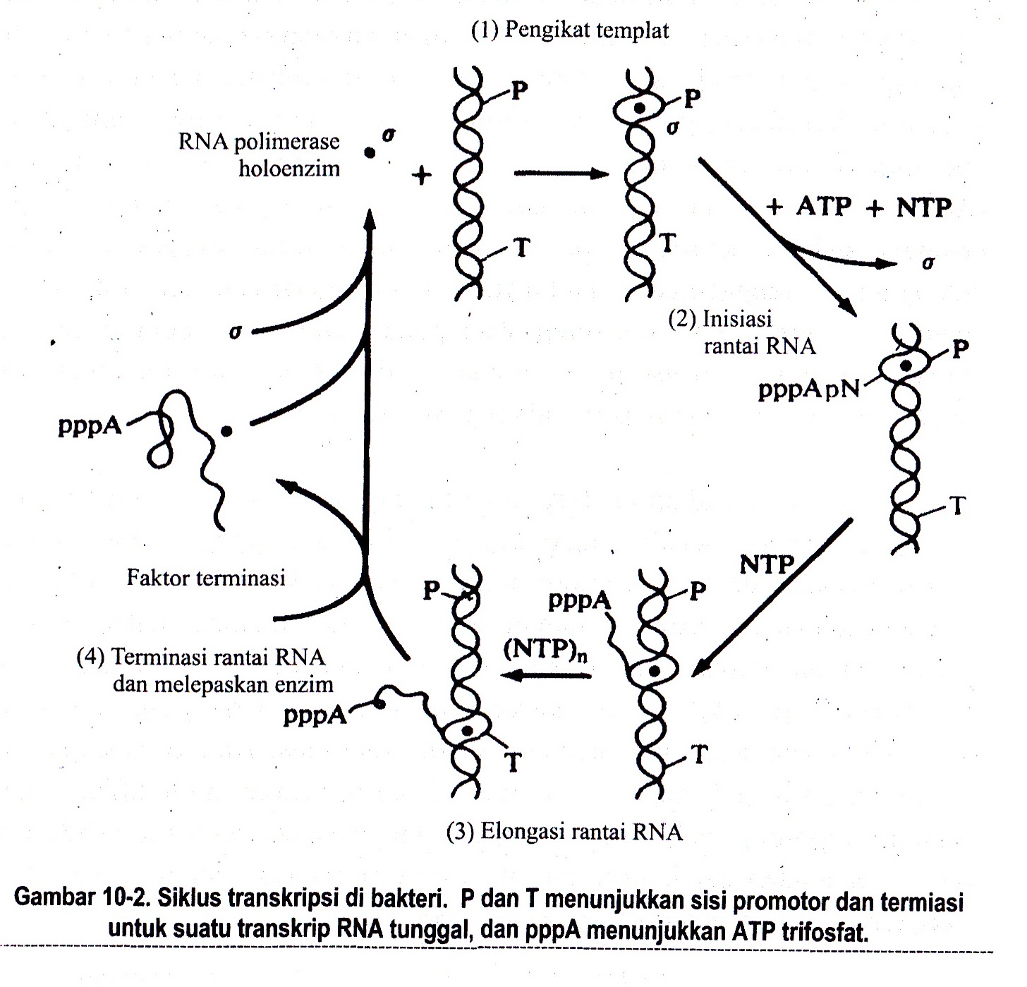 untuk hidup: Transkripsi RNA