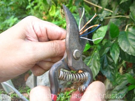 Practical Gardening: Air Layering Kit and Propagation Tips